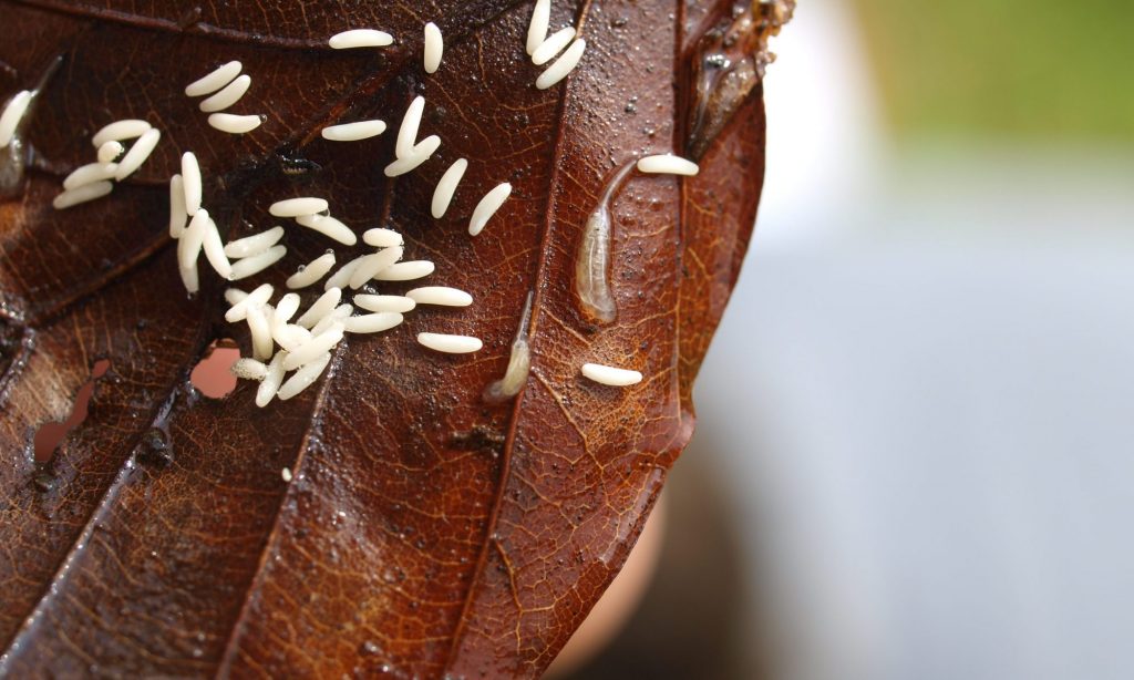 Hoverfly Lagoons 2020 – Hoverfly Lagoons