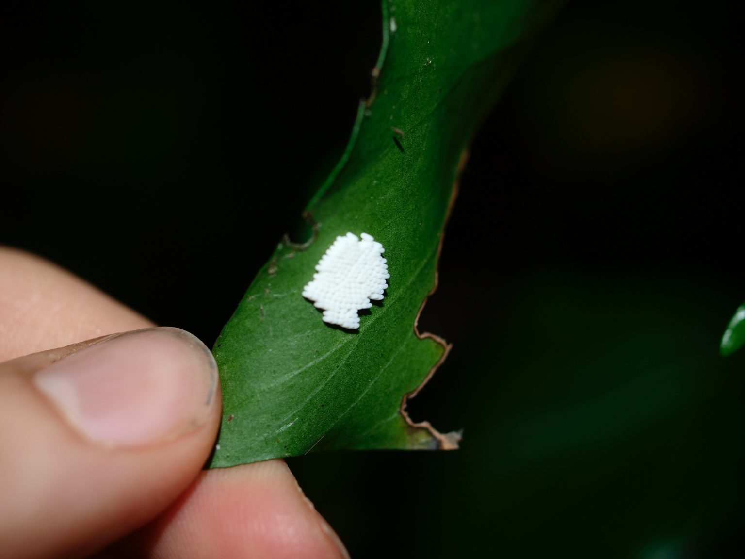 Egg-laying behaviour – Hoverfly Lagoons
