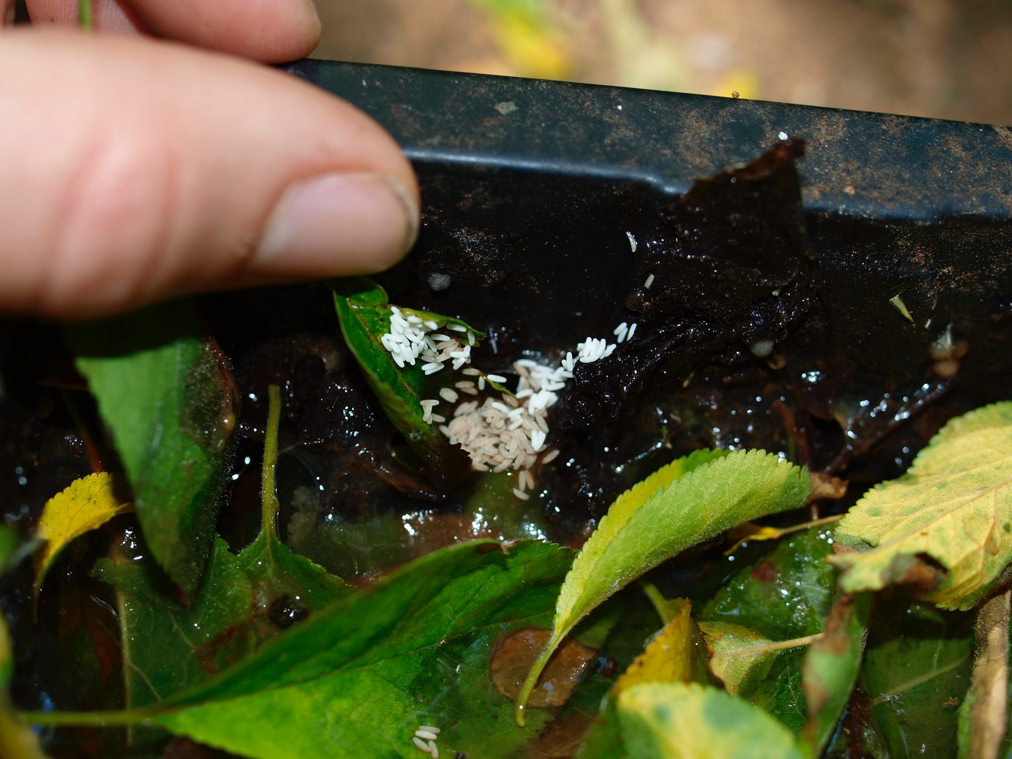 Egg-laying behaviour – Hoverfly Lagoons