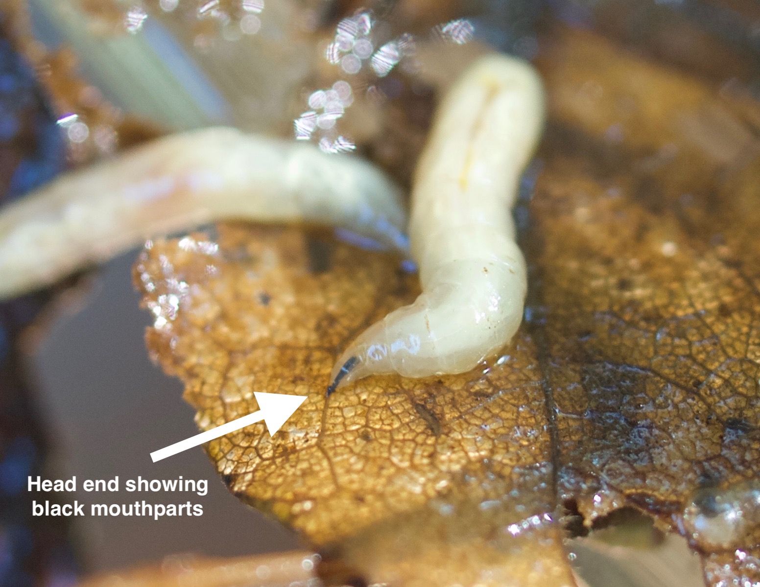 The Lagoon Community – NOT hoverflies – Hoverfly Lagoons