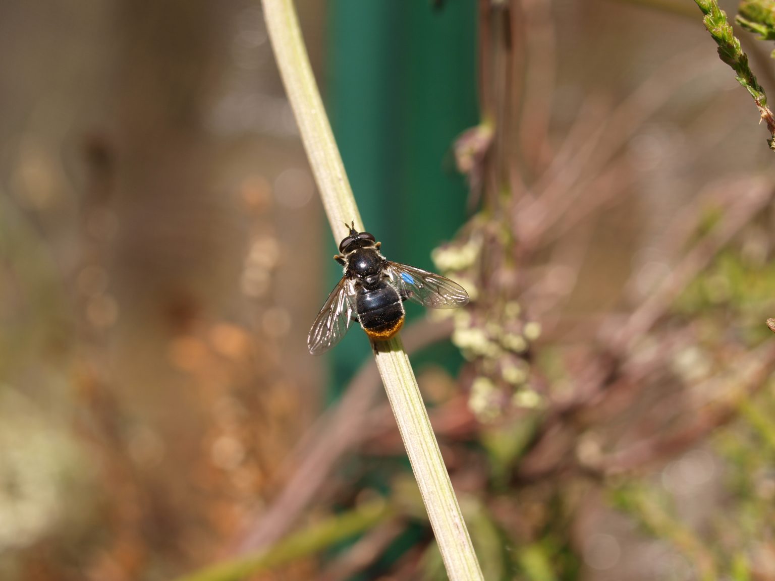 The Pine Hoverfly – Hoverfly Lagoons