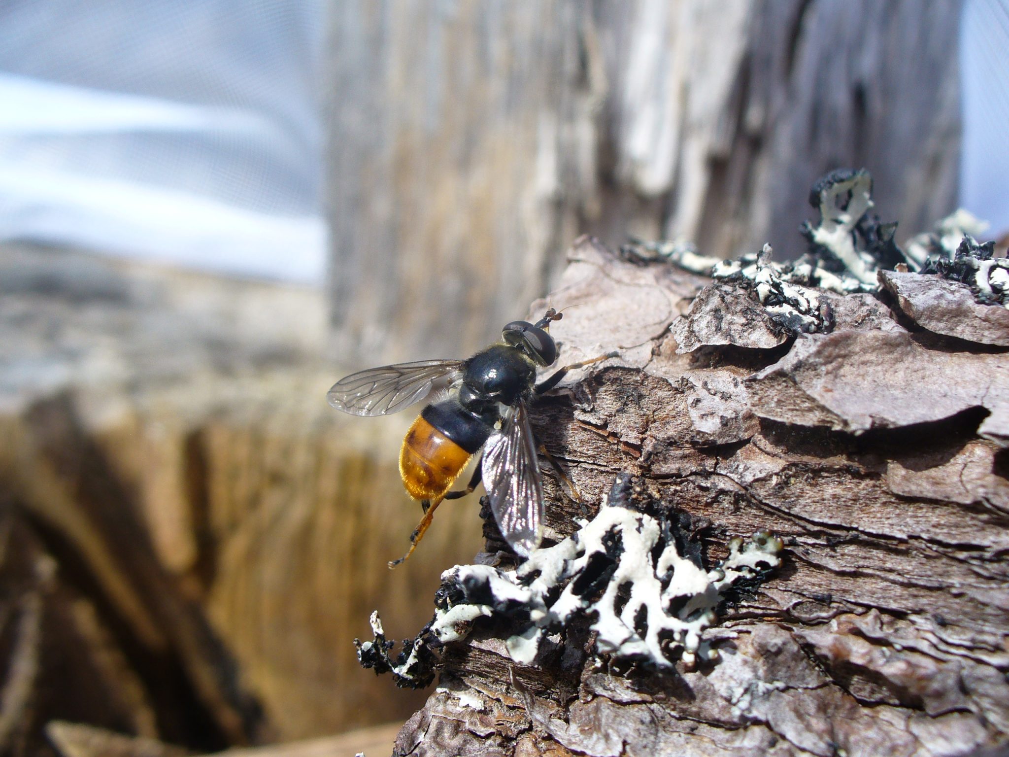 The Pine Hoverfly – Hoverfly Lagoons