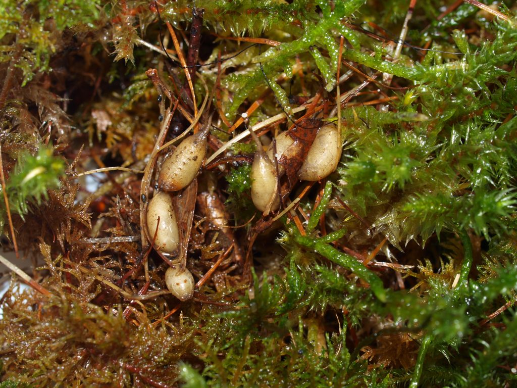 The Pine Hoverfly – Hoverfly Lagoons