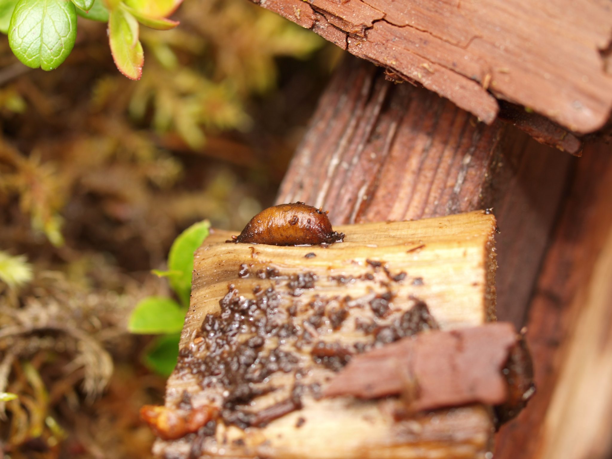 The Pine Hoverfly – Hoverfly Lagoons