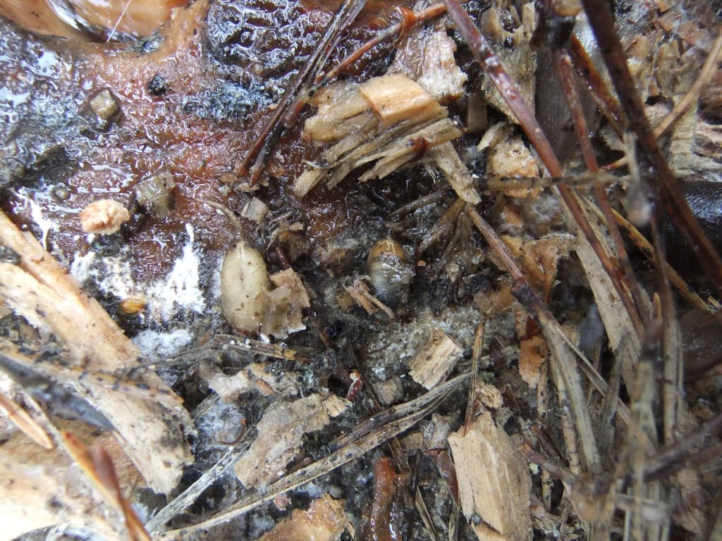 The Pine Hoverfly – Hoverfly Lagoons