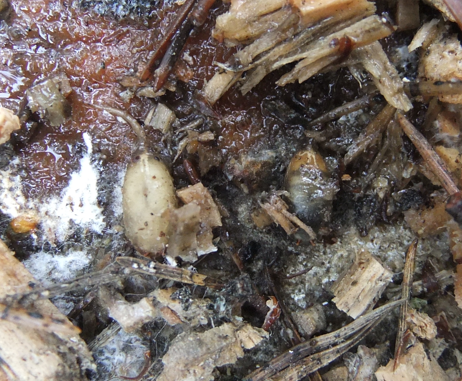 The Pine Hoverfly – Hoverfly Lagoons