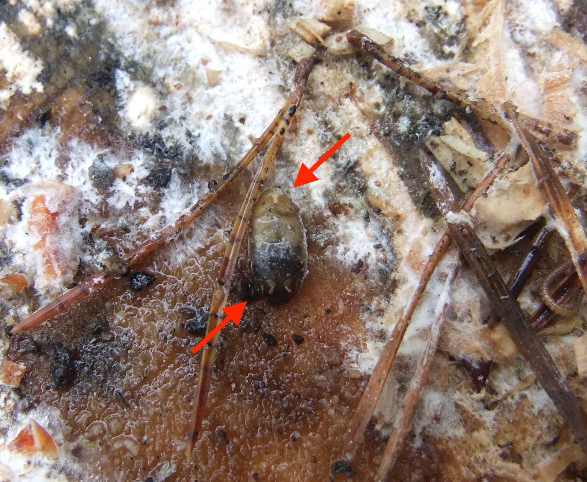 The Pine Hoverfly – Hoverfly Lagoons