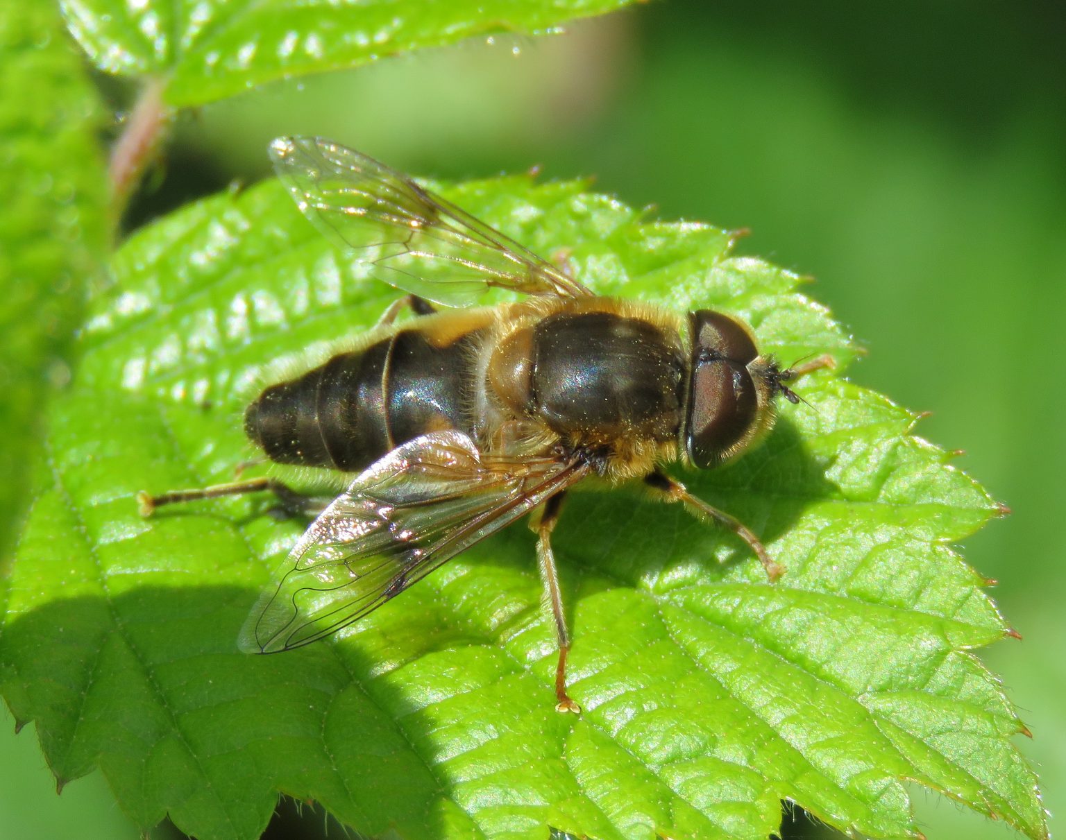 Lagoon-dwelling hoverfly species – Hoverfly Lagoons