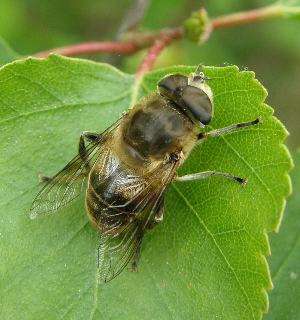 Lagoon-dwelling hoverfly species – Hoverfly Lagoons