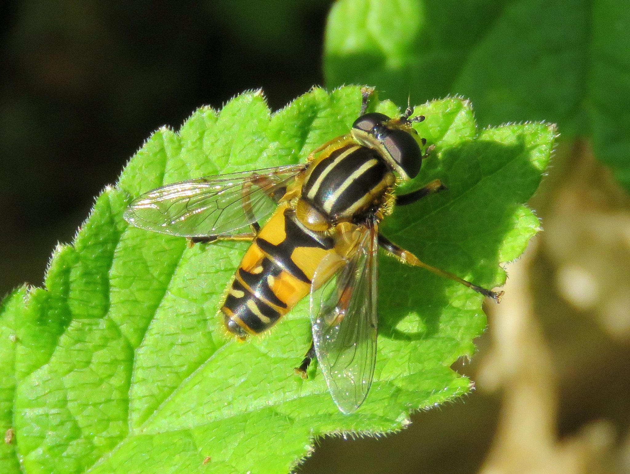 Lagoon-dwelling hoverfly species – Hoverfly Lagoons