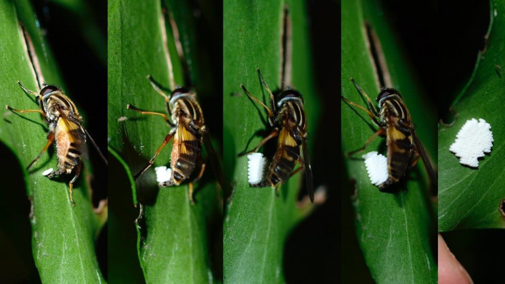 Tiger hoverfly, Helophilus pendulus – Hoverfly Lagoons
