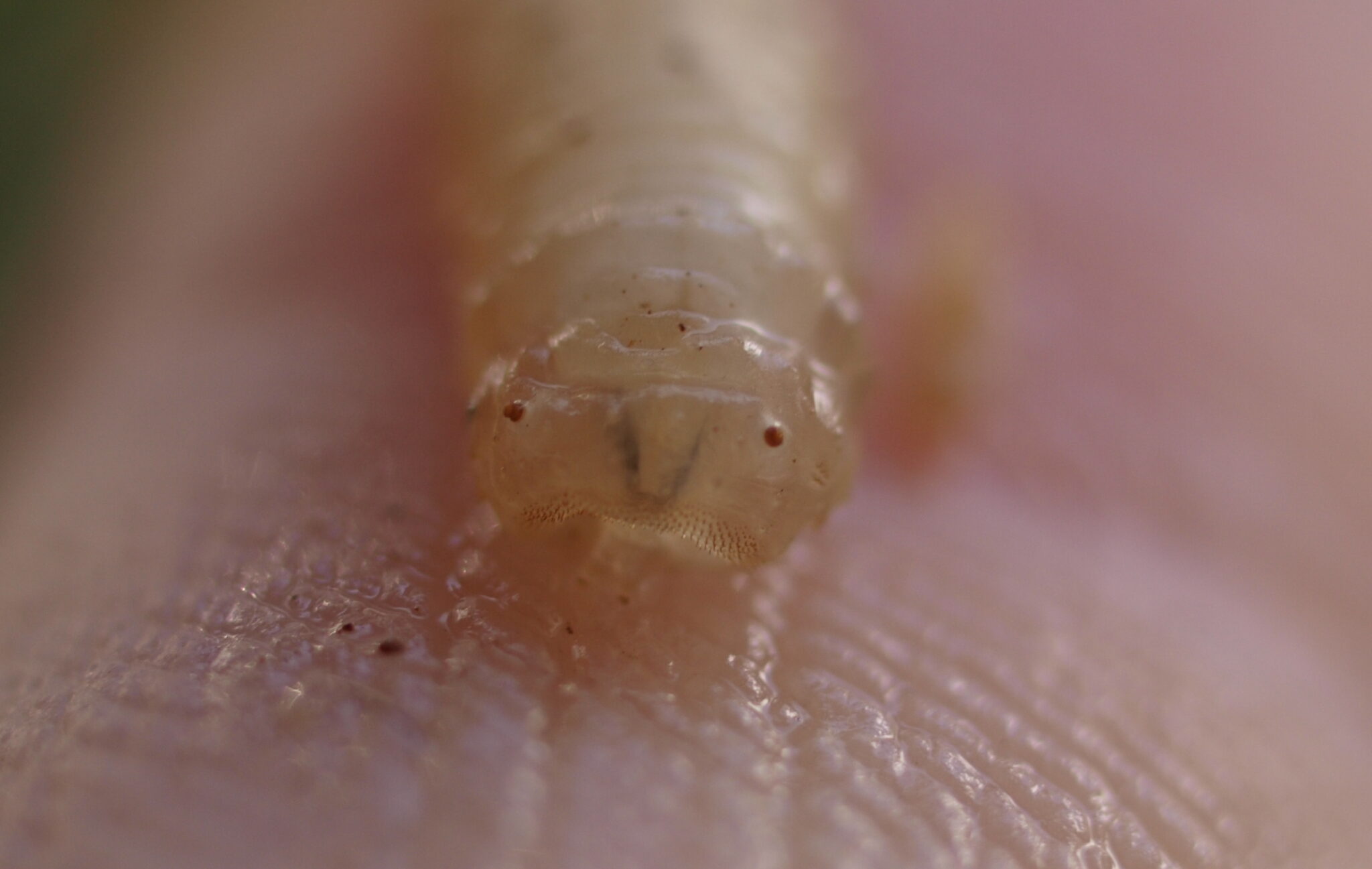 The Pine Hoverfly – Hoverfly Lagoons