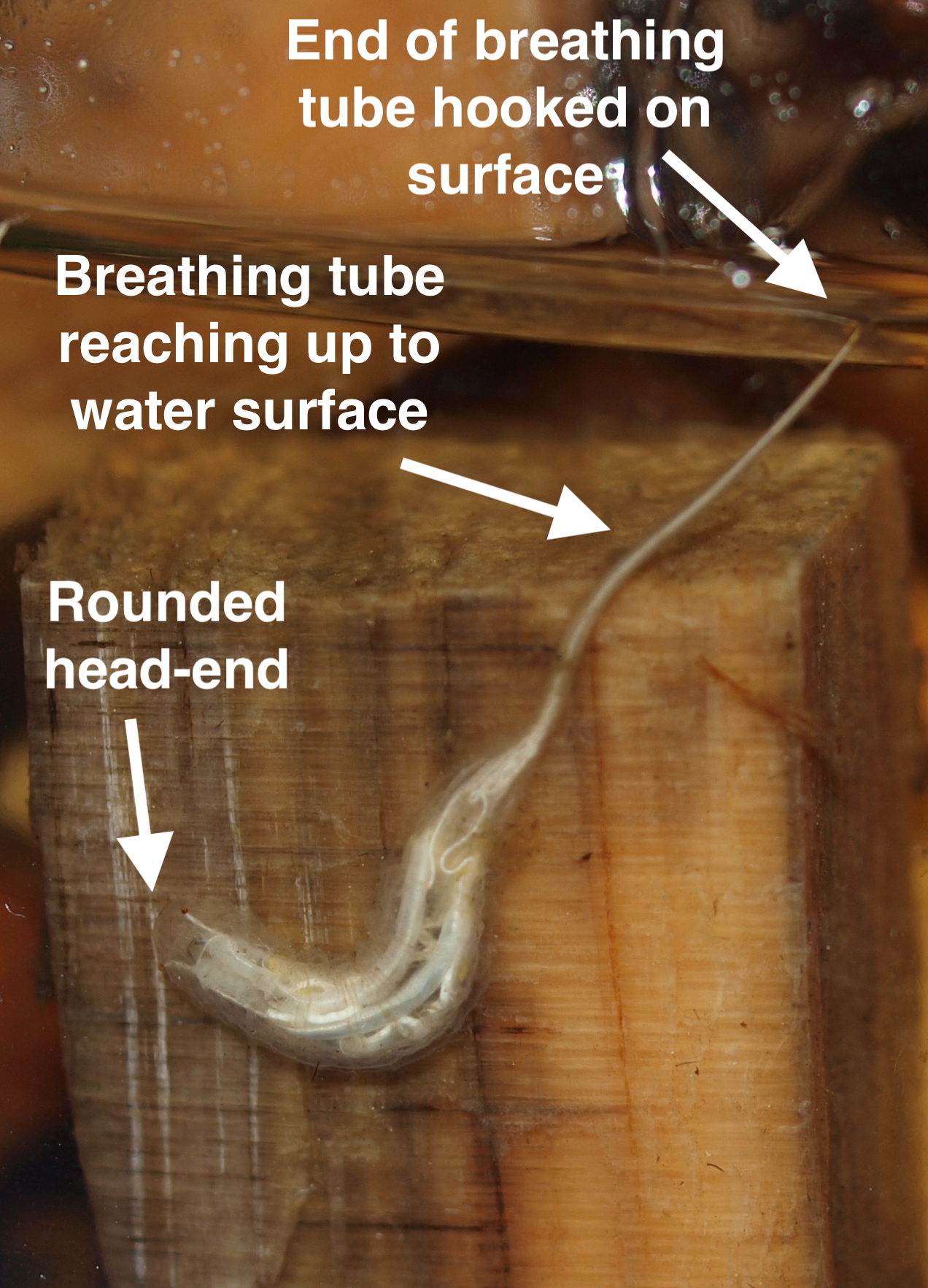 The Larval Stage – Hoverfly Lagoons