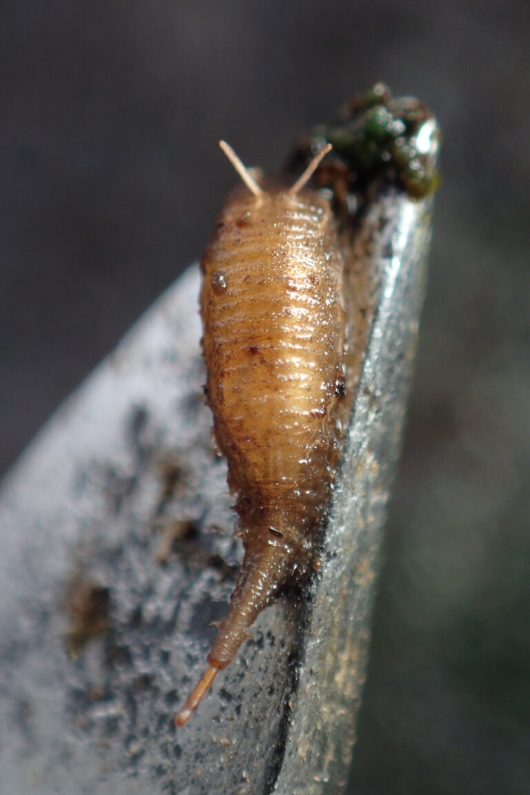 Fagerli farm – Hoverfly Lagoons