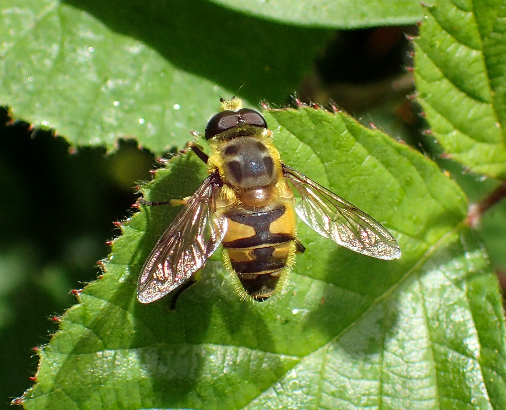 Lagoon-dwelling hoverfly species – Hoverfly Lagoons