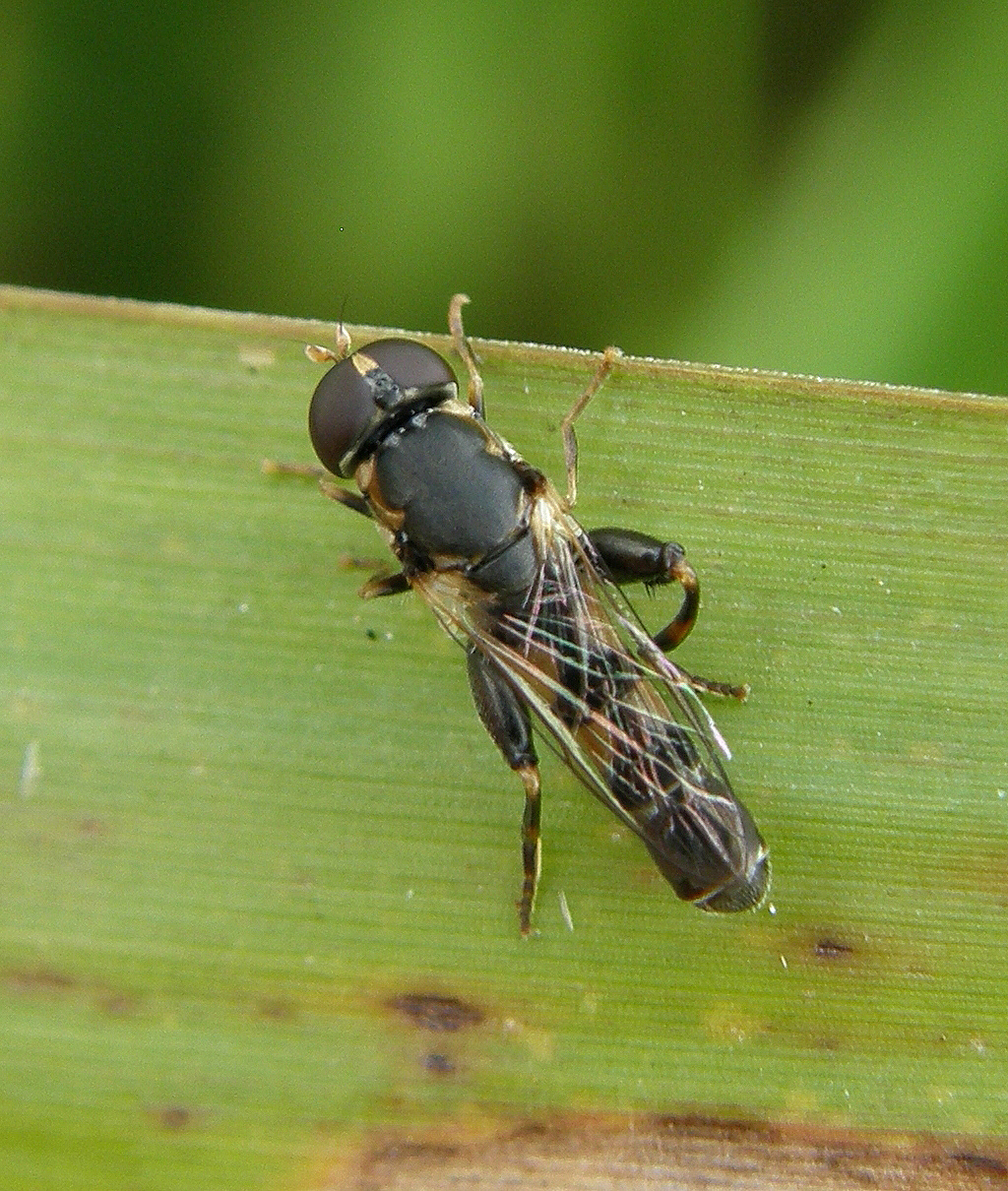 Lagoon-dwelling hoverfly species – Hoverfly Lagoons