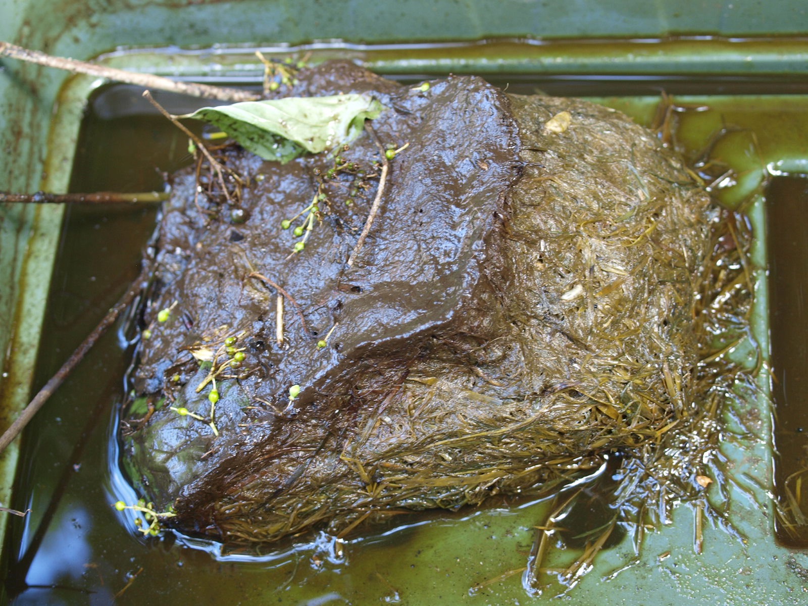 Rhingia rostrata – Hoverfly Lagoons