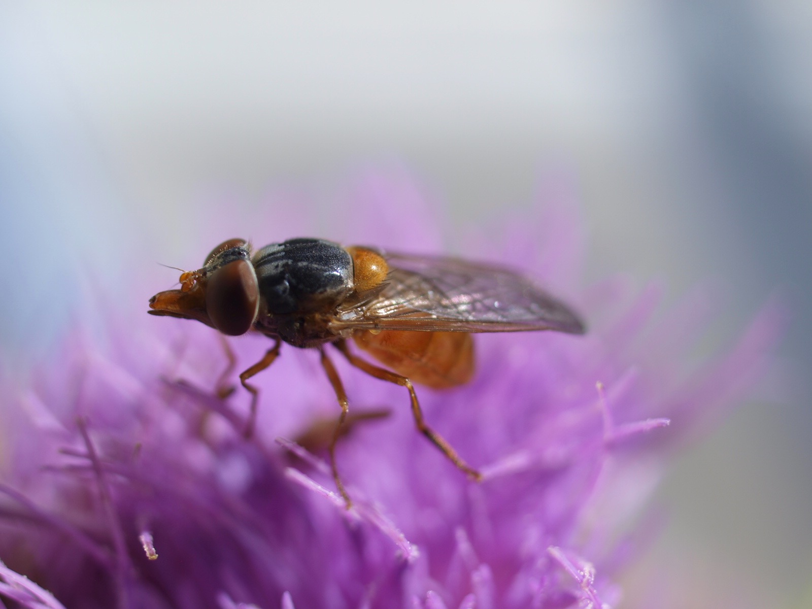 Rhingia rostrata – Hoverfly Lagoons