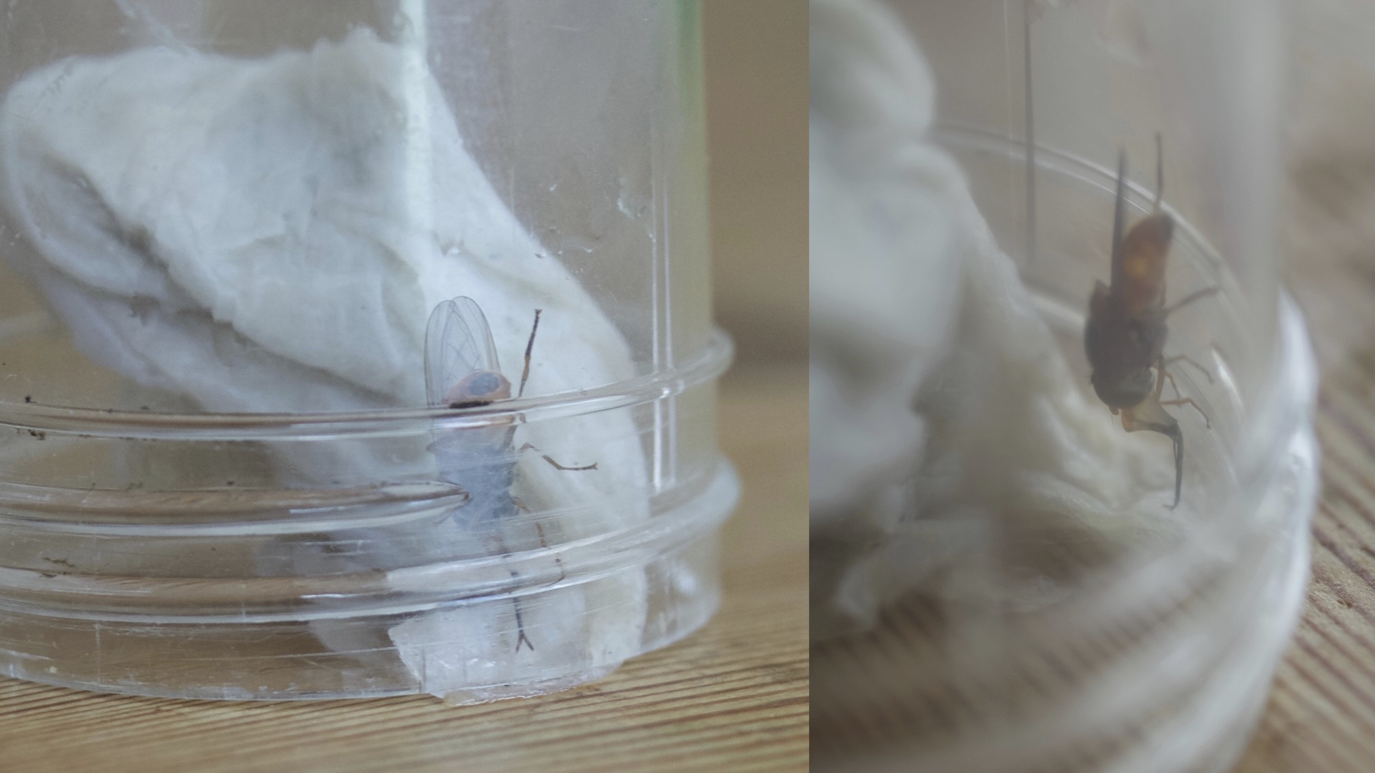 Rhingia rostrata – Hoverfly Lagoons