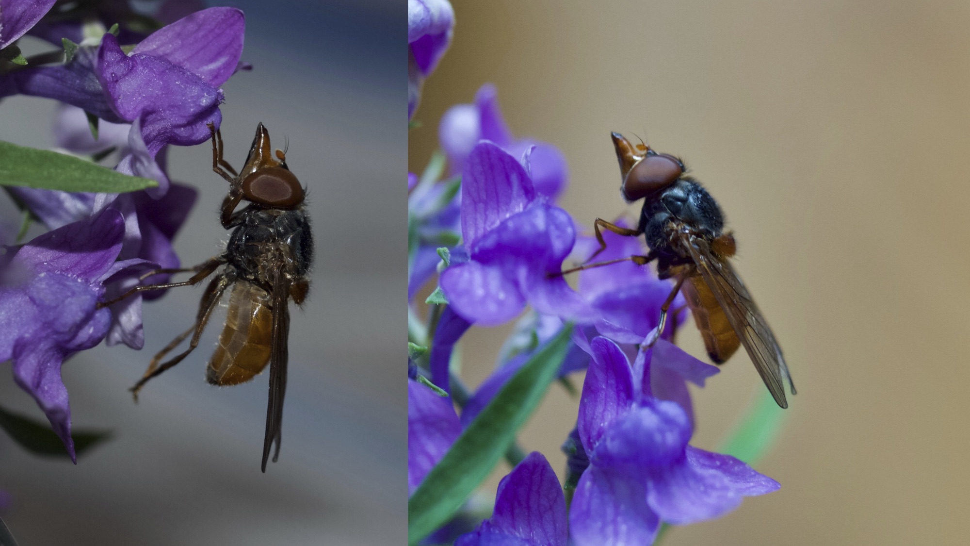Rhingia rostrata – Hoverfly Lagoons