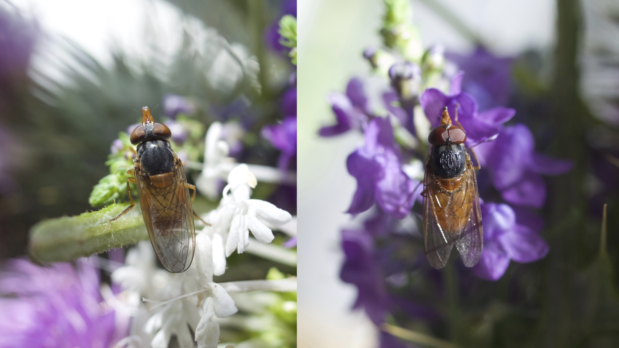 Rhingia rostrata – Hoverfly Lagoons
