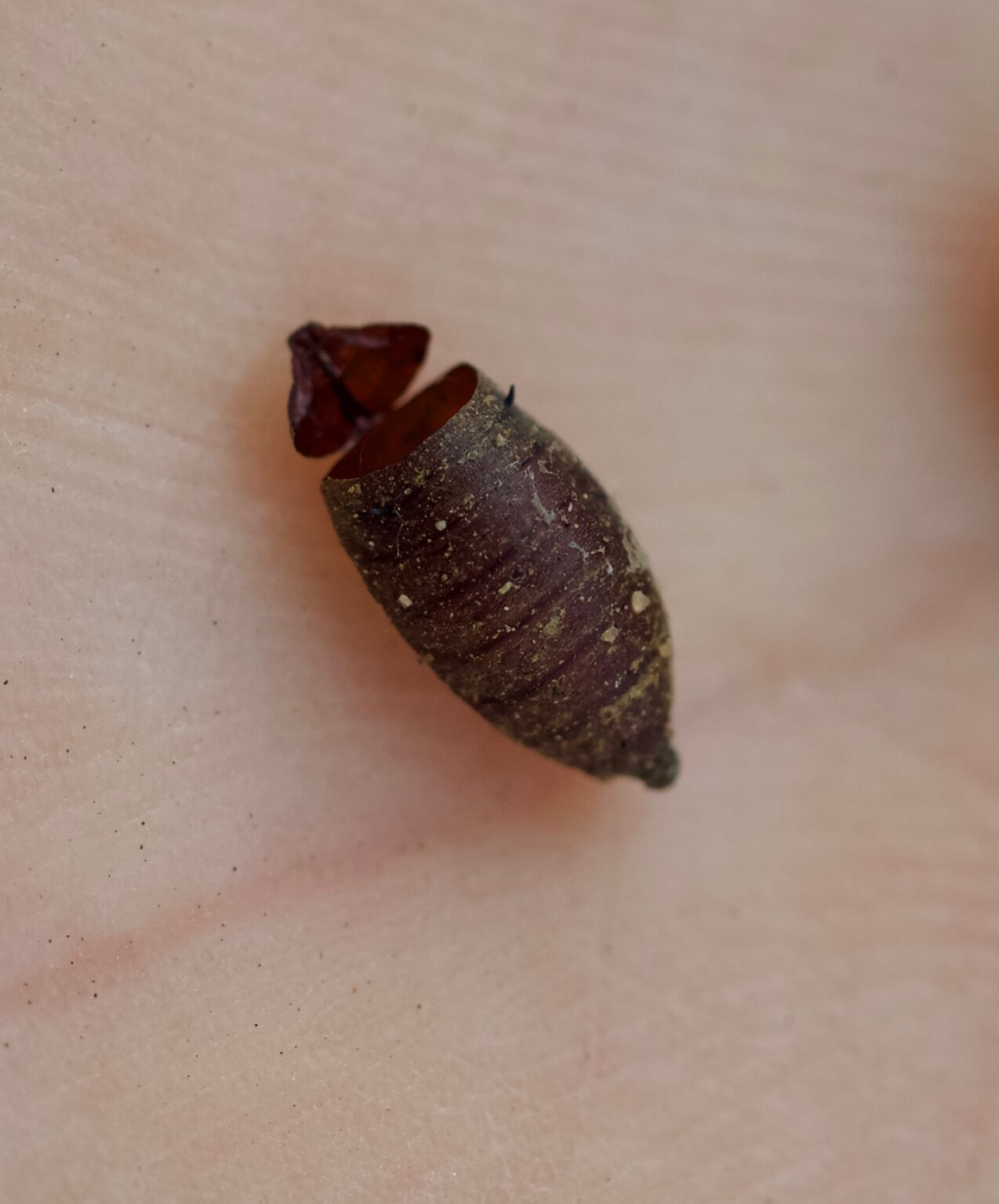 The Lagoon Community – NOT hoverflies – Hoverfly Lagoons