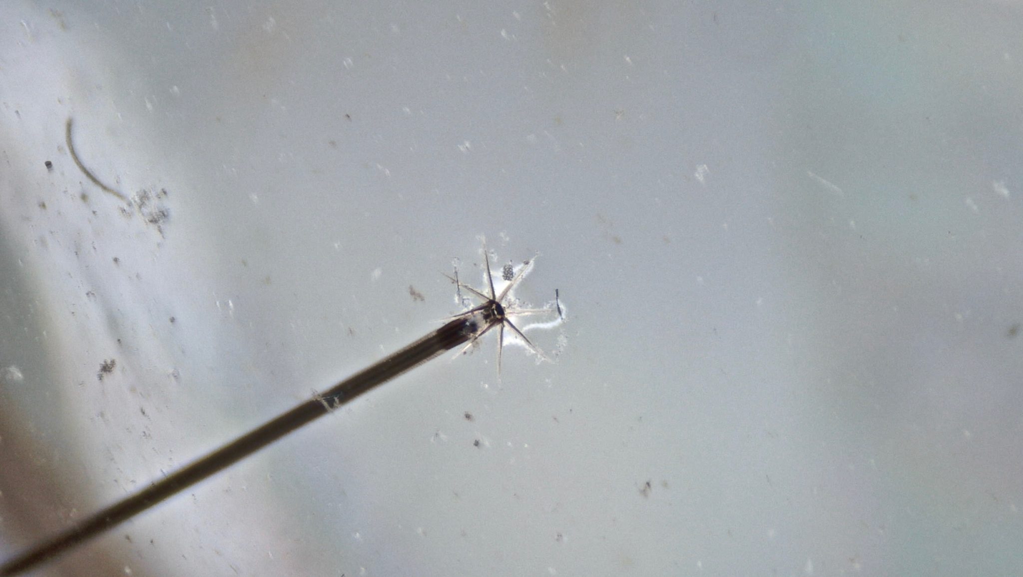 The breathing tube – Hoverfly Lagoons